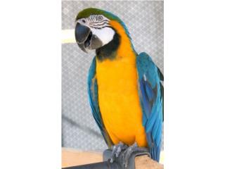 Guacamayo Adulto Puerto Rico