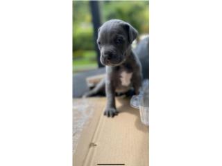 Hermoso Cane Corso Puerto Rico