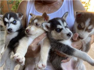Siberian husky bebe Puerto Rico