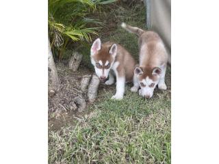 Siberian Husky Puerto Rico