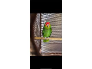 Precioso amazona red crested Puerto Rico