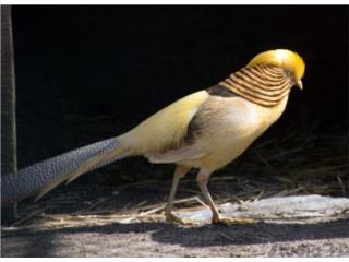 Pareja de faisan Yelow Golden Puerto Rico