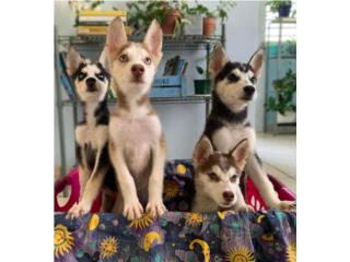 Preciosos Siberian Husky Puerto Rico
