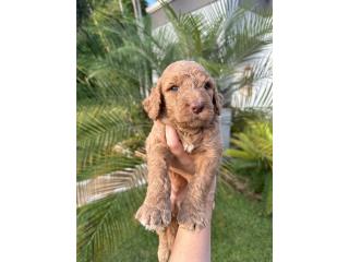 Perros/Dogs Puerto Rico, ClasificadosOnline.com