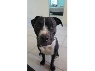 American Staffy Terrier negro Puerto Rico