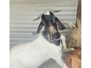 Pareja boar Puerto Rico