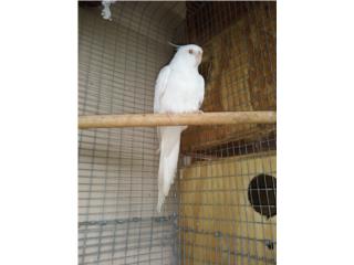 Aves/Birds Puerto Rico, ClasificadosOnline.com