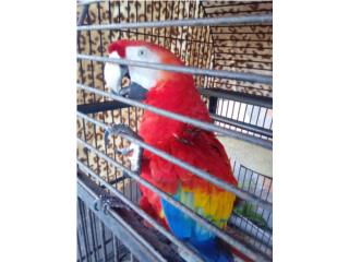 Guacamayo Puerto Rico