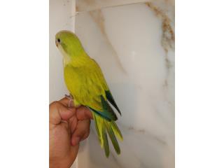 Hermosa cotorrita verde Opalina Split a Ino Puerto Rico