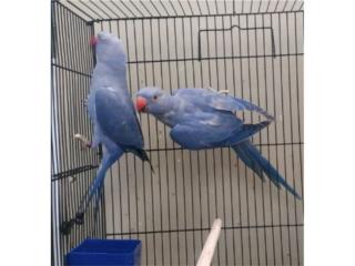 Ringneck violeta macho con ADN Puerto Rico