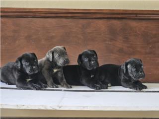 Cane Corso Puerto Rico