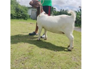 Cabra Boar Puerto Rico