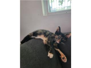 Se regala hermoso Gatito Puerto Rico