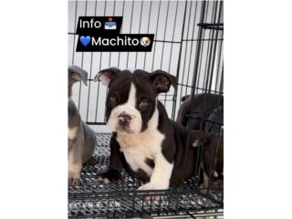 American Bully puppy Puerto Rico