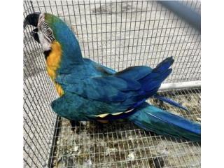 Guacamayo Puerto Rico