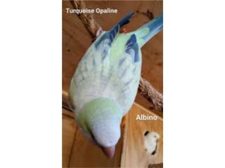 Quaker macho Turquesa opalino Puerto Rico