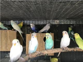 Lote de 10 pericos jóvenes Puerto Rico