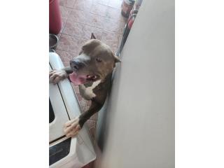 Pitbull Macho Gratis Puerto Rico