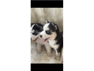Siberian husky Puerto Rico
