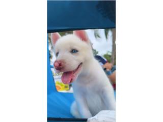 Husky Siberiano Puerto Rico