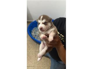 Siberian husky Puerto Rico