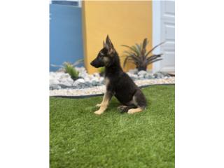 German shepherd Puerto Rico