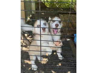 Siberian Husky Puerto Rico