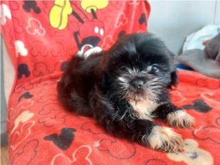 Perros/Dogs Puerto Rico, ClasificadosOnline.com