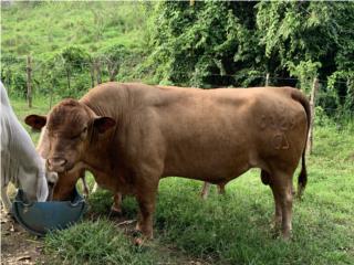 Toro Senepol Puerto Rico