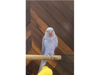 Ringneck macho violeta Puerto Rico