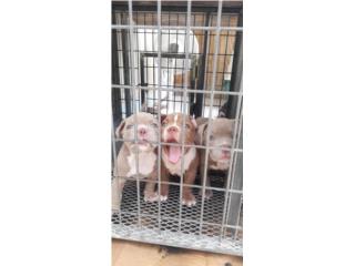 Cachorros american bully Puerto Rico