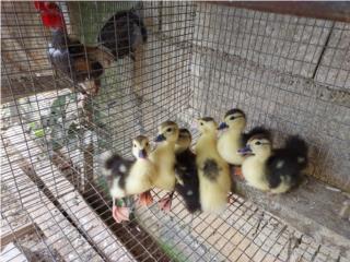 Vendo patito a 3 Puerto Rico