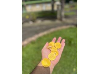 Red ears albino Puerto Rico