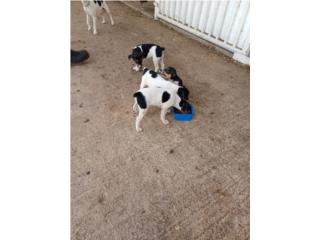 Rat terrier Puerto Rico