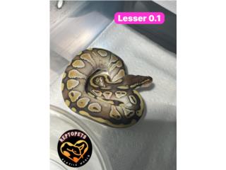 Ball pythons babys Puerto Rico