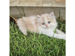 Gatito Persa Puerto Rico