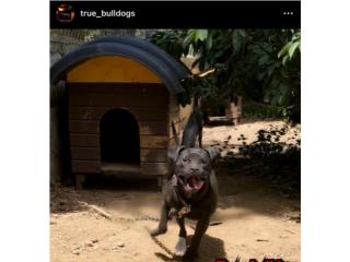 Pitbull Apbt Puerto Rico