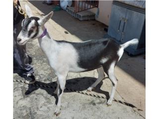 Cabra Alpine ADGA Puerto Rico