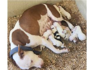 Pitbull terrier Puerto Rico