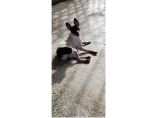 Se regala Rat Terrier Puerto Rico