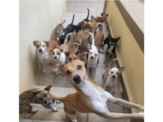 Adopcion Satos Puerto Rico