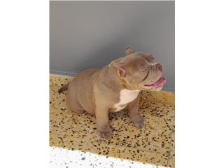 Cachorro American Bully Puerto Rico