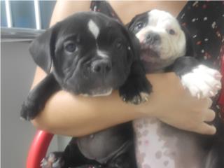 American Bully Puerto Rico