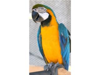 Guacamayo Puerto Rico