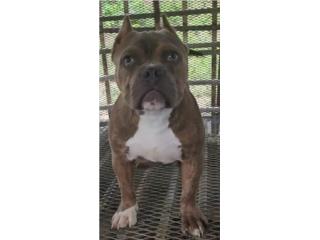 American bully super mansita Puerto Rico