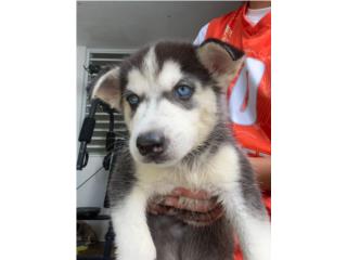 Husky Puerto Rico