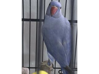 Ringneck violeta macho Puerto Rico