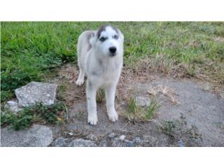 Siberian husky Puerto Rico