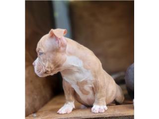 American bully Puerto Rico