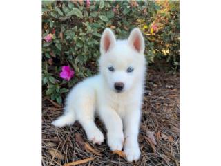Siberian Husky Blanco Hermosos Puerto Rico